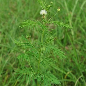 100 ILLINOIS BUNDLEFLOWER Prairie Mimosa Desmanthus Illinoensis Flower ...