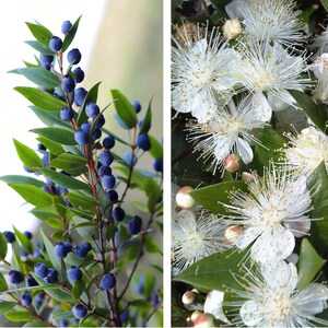 20 TRUE MYRTLE Myrtus Communis Aka Common & Sweet Myrtle Fragrant White ...
