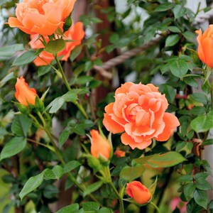 5 ORANGE CLIMBING ROSE Rosa Bush Vine Climber Fragrant Butterfly Flower ...