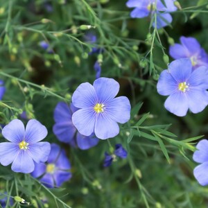 100 BLUE FLAX (prairie Flax / Lewis Blue Flax) Linum Perenne Lewisii ...