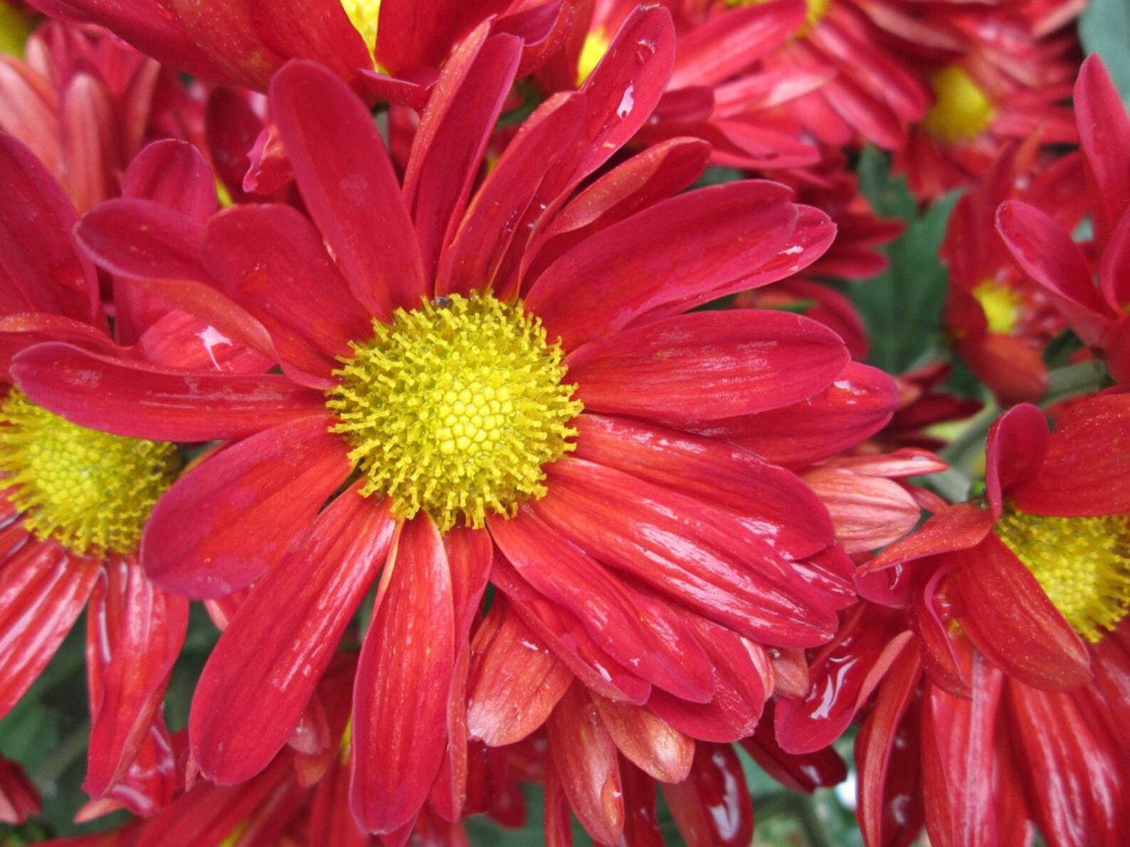 100 RED ROBINSONS DAISY Painted Chrysanthemum Coccineum - Etsy