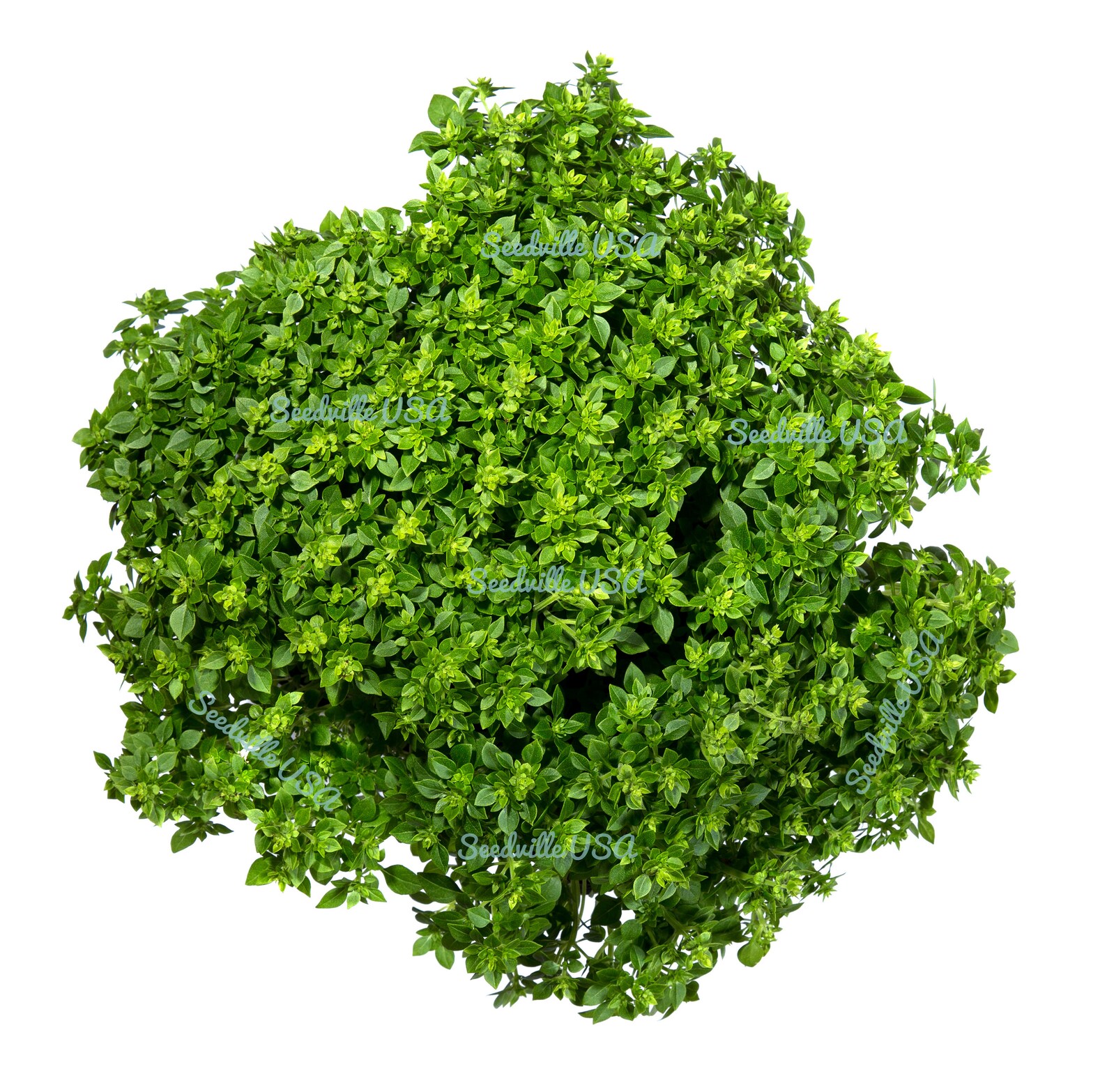 500 DWARF GREEK BASIL Ocimum Basilicum Fragrant Spicy Small - Etsy