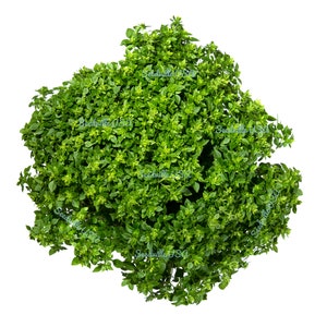 500 DWARF GREEK BASIL Ocimum Basilicum Fragrant Spicy Small - Etsy