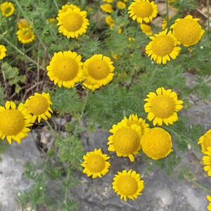250 GOLDEN MARGUERITE DAISY Dyer's Yellow Chamomile Anthemis Tinctoria ...