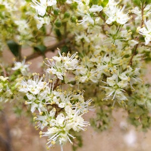 40 WHITE FLOWERING HENNA Tree Lawsonia Inermis Var. Alba Dye Plant ...