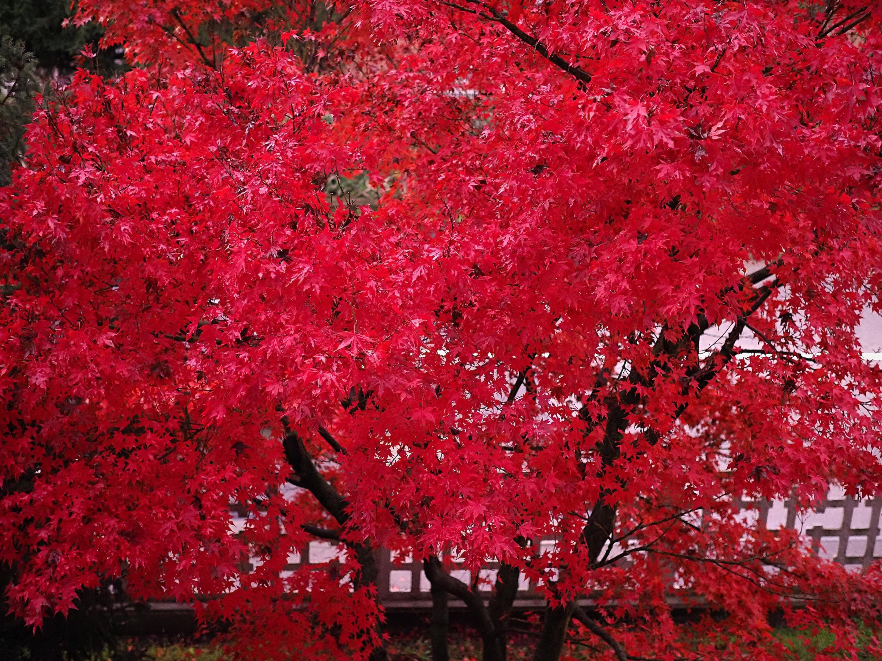25 Scarlet Carolina Red Maple Tree Acer Rubrum Seeds Etsy