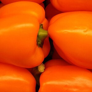 100 ORANGE King BELL PEPPER Sweet Capsicum Annuum Vegetable Seeds - Etsy