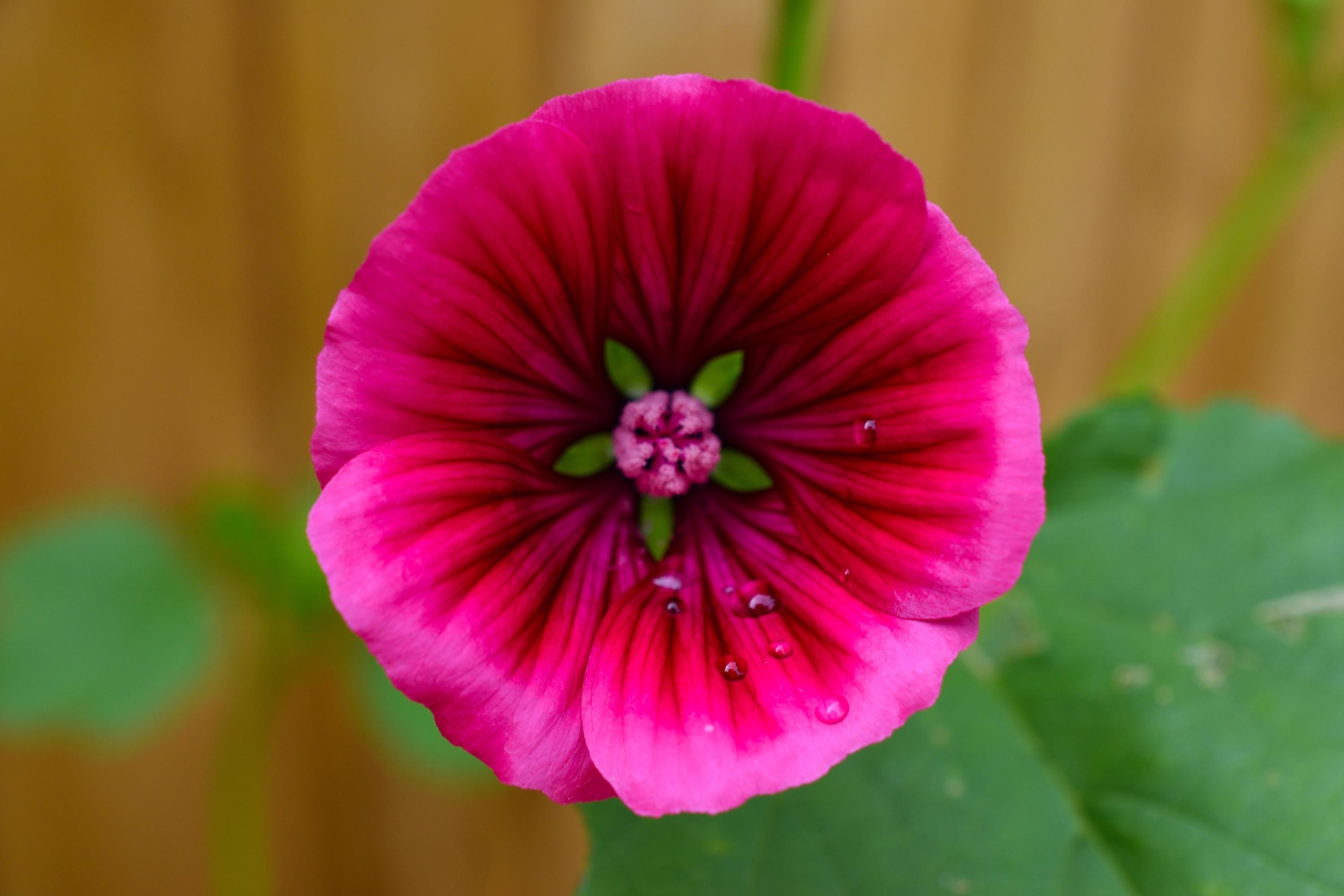 10 VULCAN MALOPE Trifida / Mallowwort / Mallow Flower Seeds *comb S/H ...