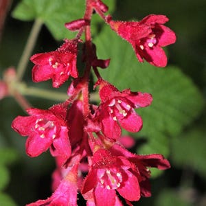 25 RED FLOWERING CURRANT Ribes Sanguineum Aka Blood Currant Edible ...
