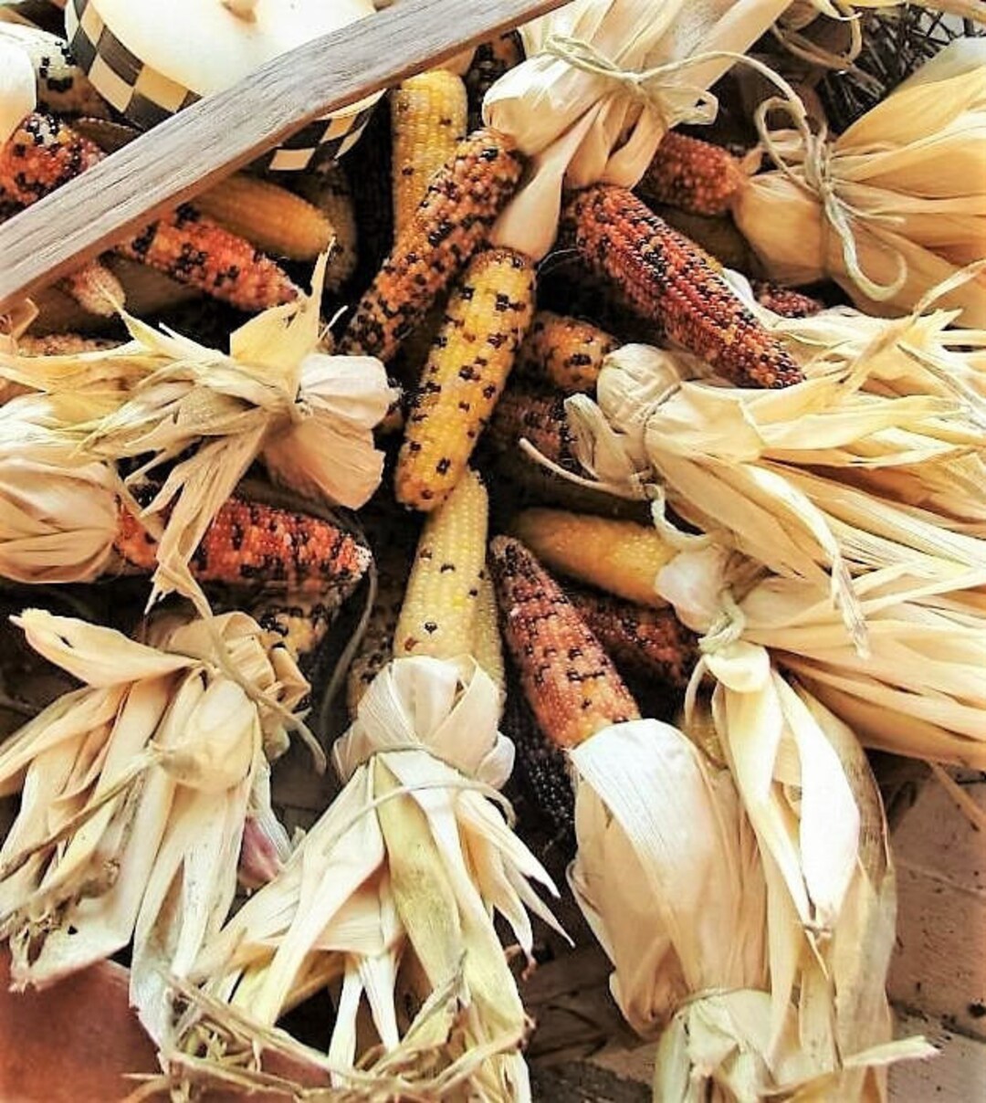 50 Indian MINI MIX CORN Miniature 4 Ears Ornamental Zea Mays Vegetable ...