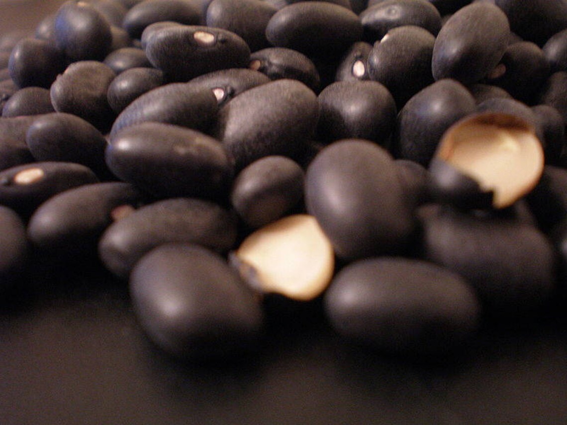 50 BLACK BEAN black Turtle Bush Bean Phaseolus Vulgaris - Etsy