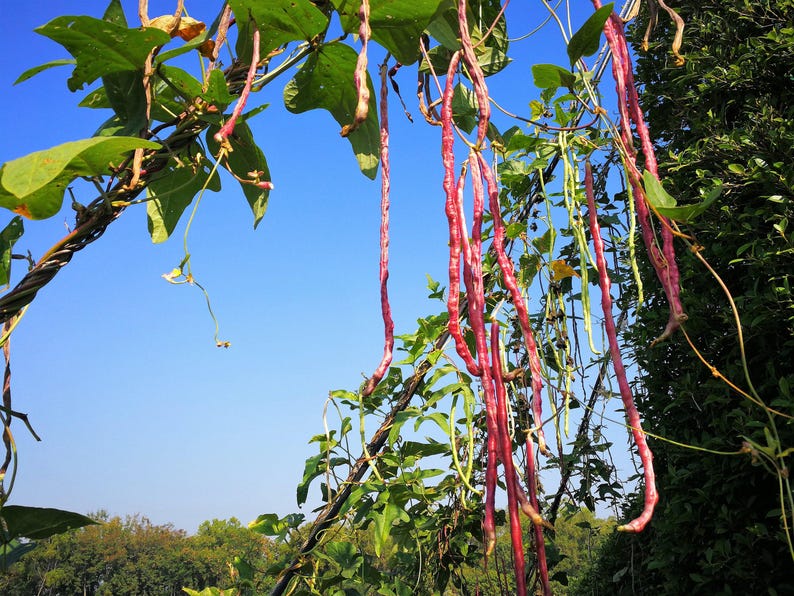 100 RED RIPPER COWPEA Cow Pea Southern Pea Vigna Unguiculata Legume ...