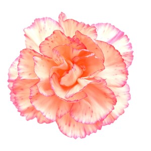 50 PICOTEE MIX CARNATION Dianthus Caryophyllus Double Bicolor Striped ...