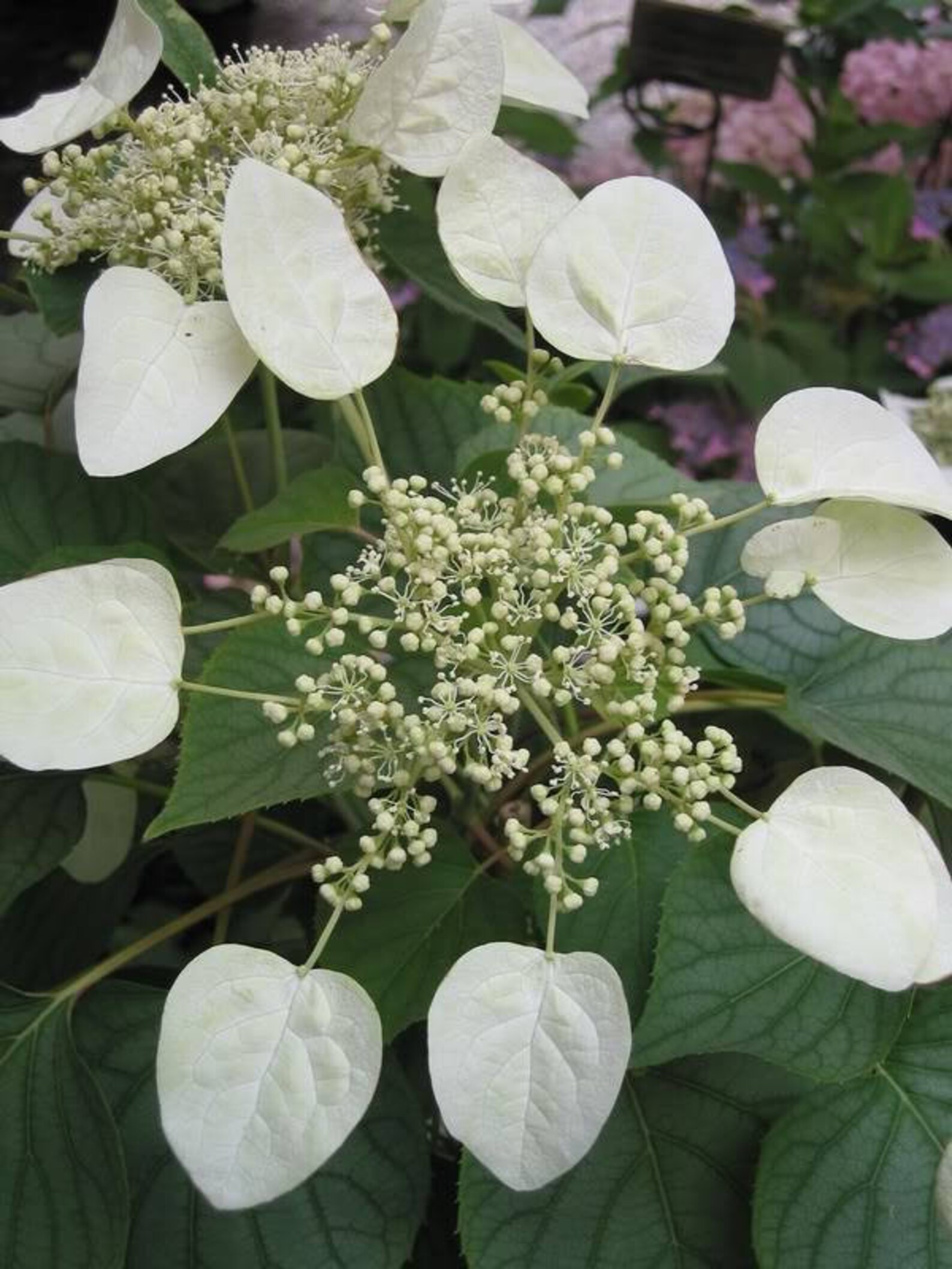 50 JAPANESE HYDRANGEA VINE White Flower Schizophragma - Etsy