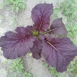 1500 RED GIANT MUSTARD Ornamental Japanese Greens Herb Vegetable ...