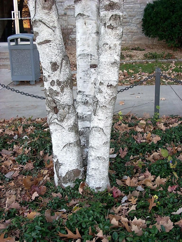 50 SILVER WEEPING BIRCH Tree White European Betula Pendula | Etsy