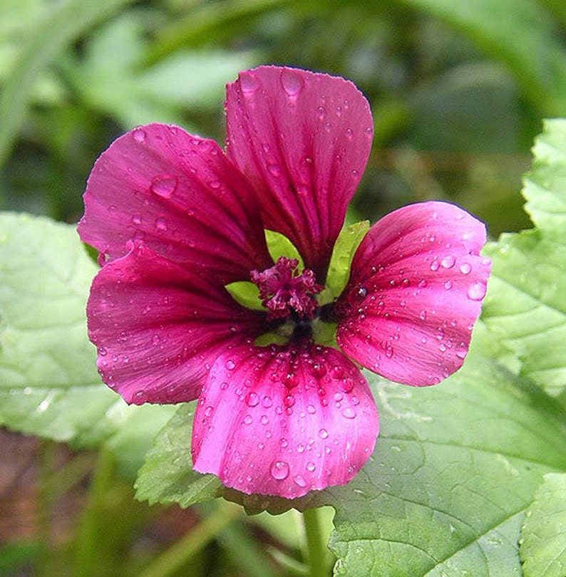 10 VULCAN MALOPE Trifida / Mallowwort / Mallow Flower Seeds - Etsy