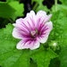 20 ZEBRA MALLOW Malva Sylvestris Var. Zebrina Flower Seeds - Etsy Canada