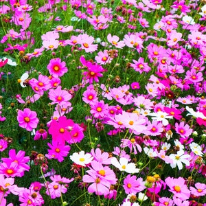 300 Mixed Colors DWARF COSMOS Bipinnatus Red Pink White Fast Growing ...