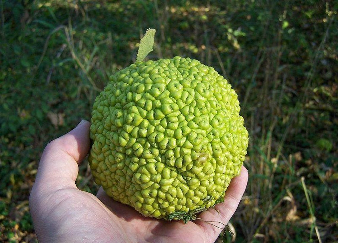10 HEDGE APPLE Osage Orange Horse Apple Monkey Ball Maclura Pomifera ...
