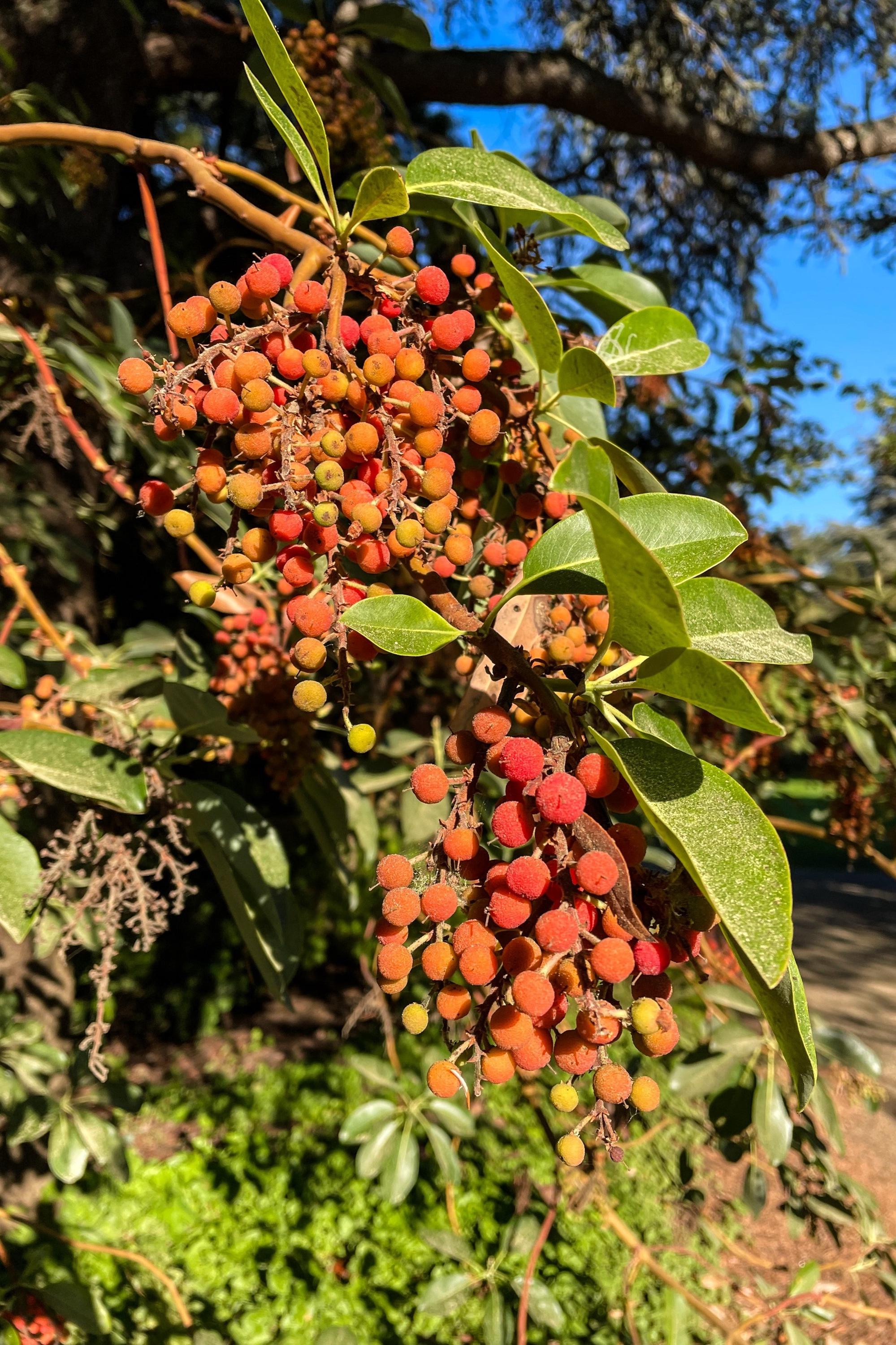 10 PACIFIC MADRONE TREE Bearberry Red Arbutus Menziesii Oregon Laurel ...
