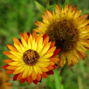 100 TALL Double MIXED Colors STRAWFLOWER Helichrysum Monstrosum Flower ...