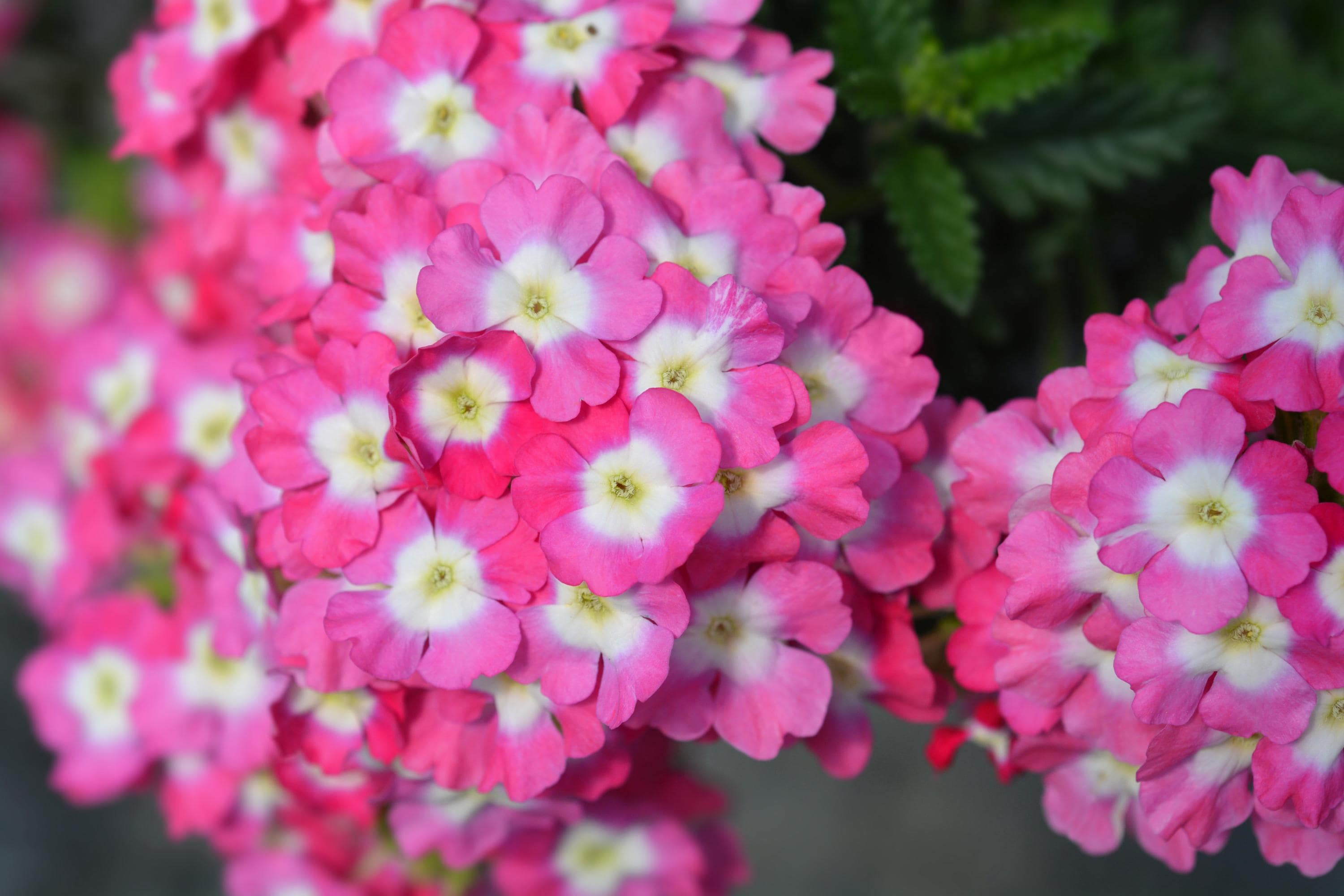 100 MIXED COLORS VERBENA Hybrida Compacta Flower Seeds - Etsy