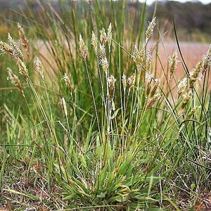 150 SWEET VERNAL GRASS Sweet Grass Vanilla Grass Anthoxanthum Odoratum ...