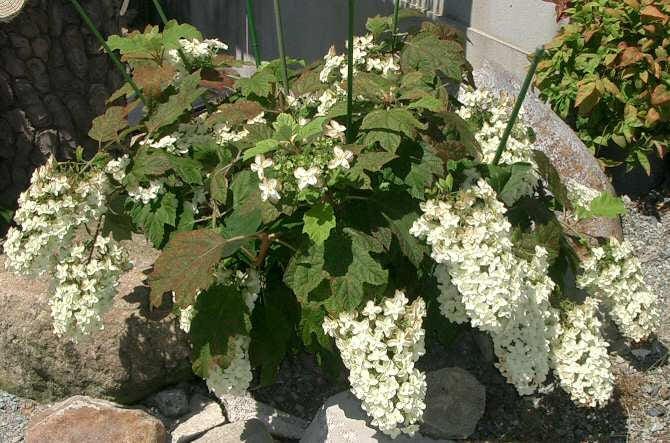 40 White OAK LEAF HYDRANGEA Quercifolia Shrub Flower Seeds - Etsy