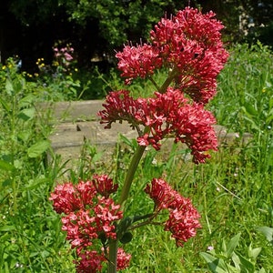 50 RED JUPITER'S BEARD Valerian Keys of Heaven Centranthus Ruber Flower ...