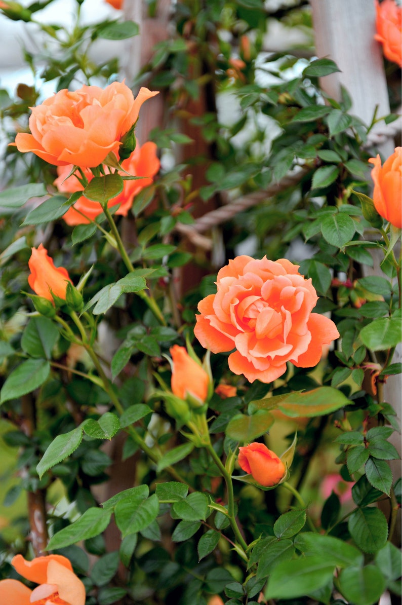 5 ORANGE CLIMBING ROSE Rosa Bush Vine Climber Fragrant - Etsy