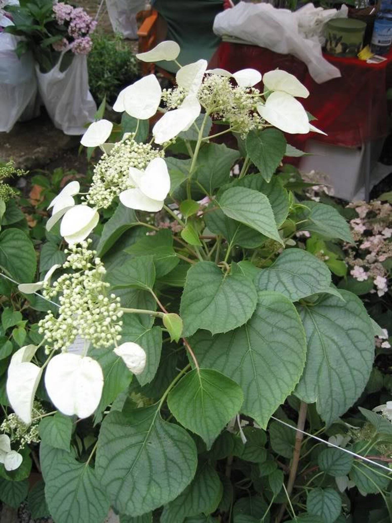 50 JAPANESE HYDRANGEA VINE White Flower Schizophragma - Etsy