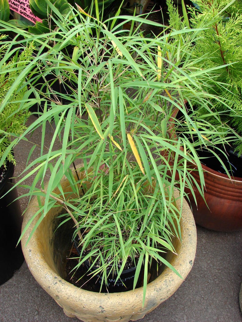 10 MEXICAN WEEPING BAMBOO Otatea Acuminata Rare Seeds - Etsy