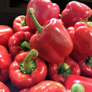 20 Organic Red MINI BELL PEPPER Sweet Mild Miniature Capsicum Annuum ...