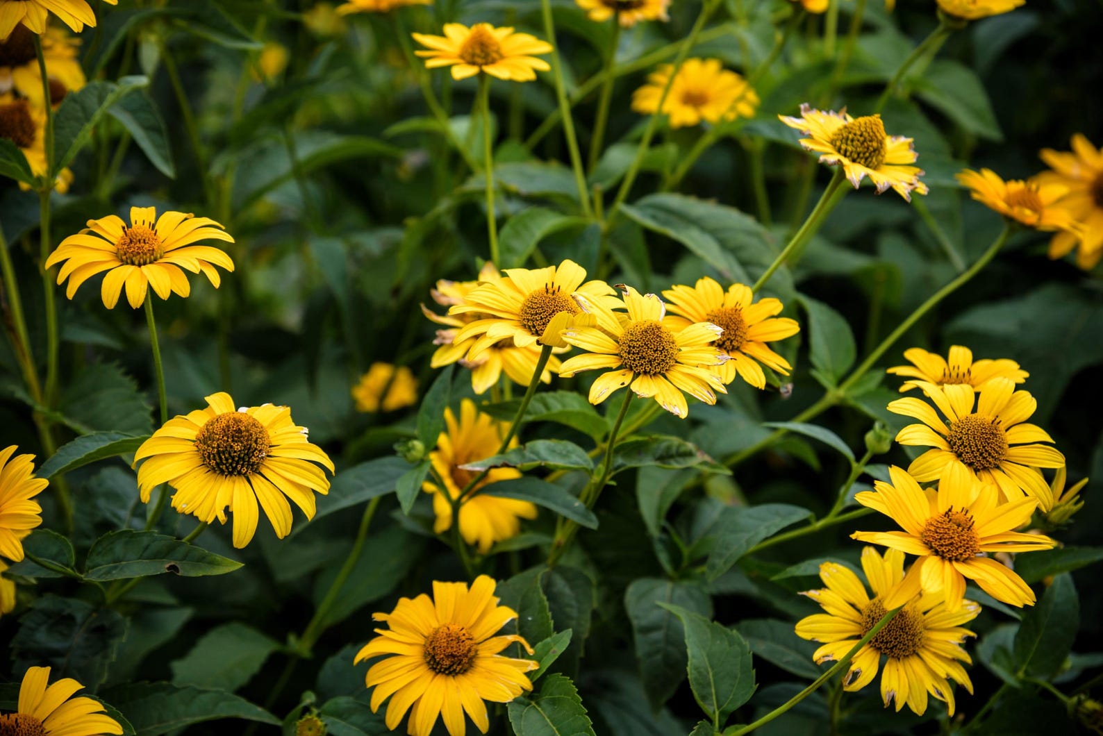 50 SUMMER SUN SUNDROPS Yellow Heliopsis Scabra False Sunflower Flower ...