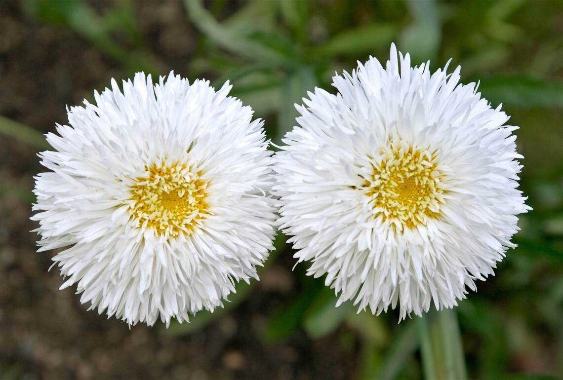 30 Double CRAZY DAISY Leucanthemum x superbum Big 3" Frizzled White ...