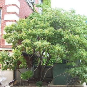 30 FLAMELEAF SUMAC TREE Shining Dwarf Winged Rhus Schmaltzia Copallina ...