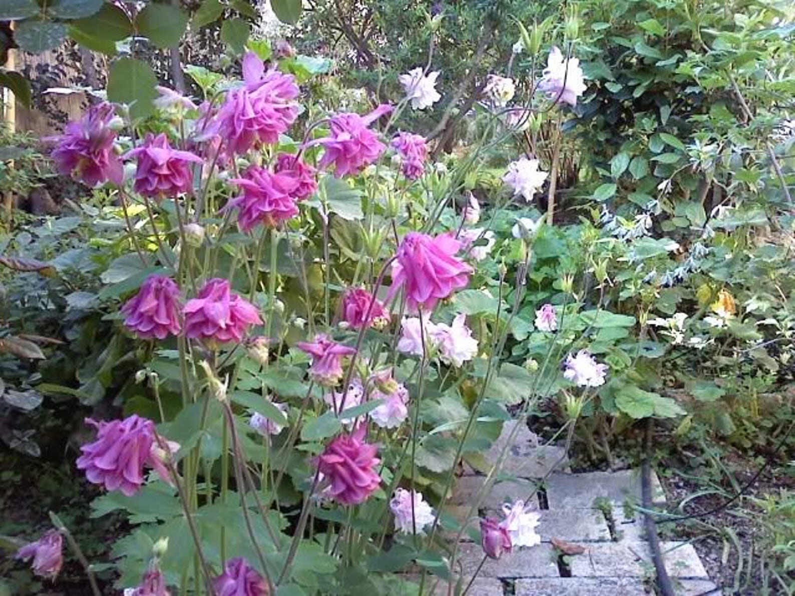 100 MIXED EUROPEAN COLUMBINE Aquilegia Flower Seeds | Etsy