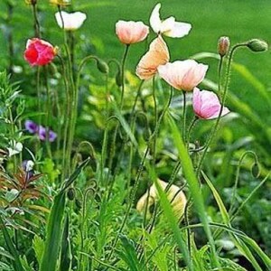 2500 ICELAND POPPY MIX Papaver Nudicaule Mixed Colors Flower Seeds comb ...