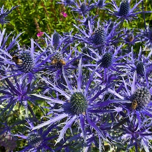 25 BLUE Star SEA HOLLY Eryngium Alpinum Flower Seeds comb S/H - Etsy