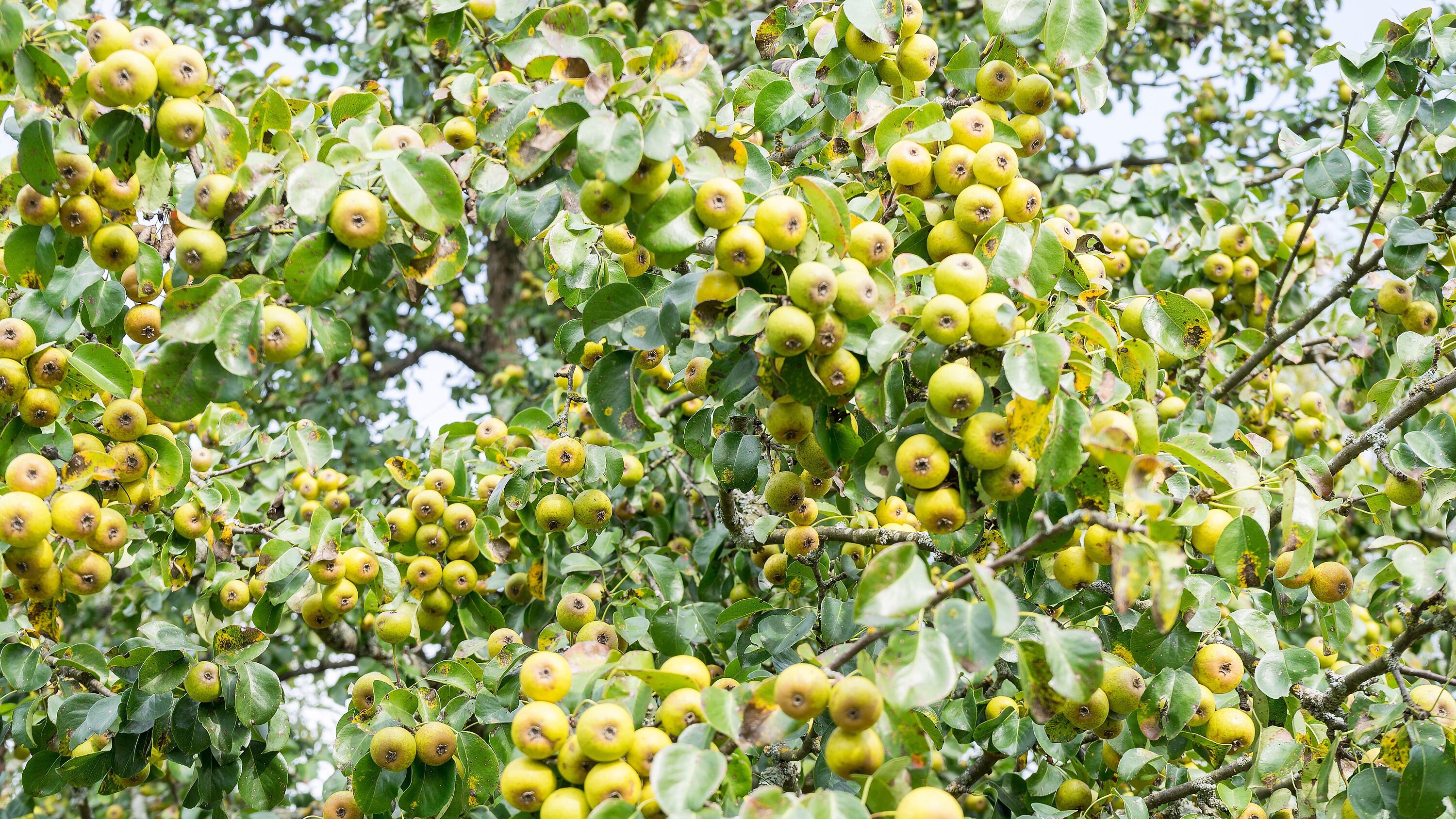 25 ANTONOVKA APPLE TREE Malus Pumila Var. Antonovka Yellow - Etsy Canada