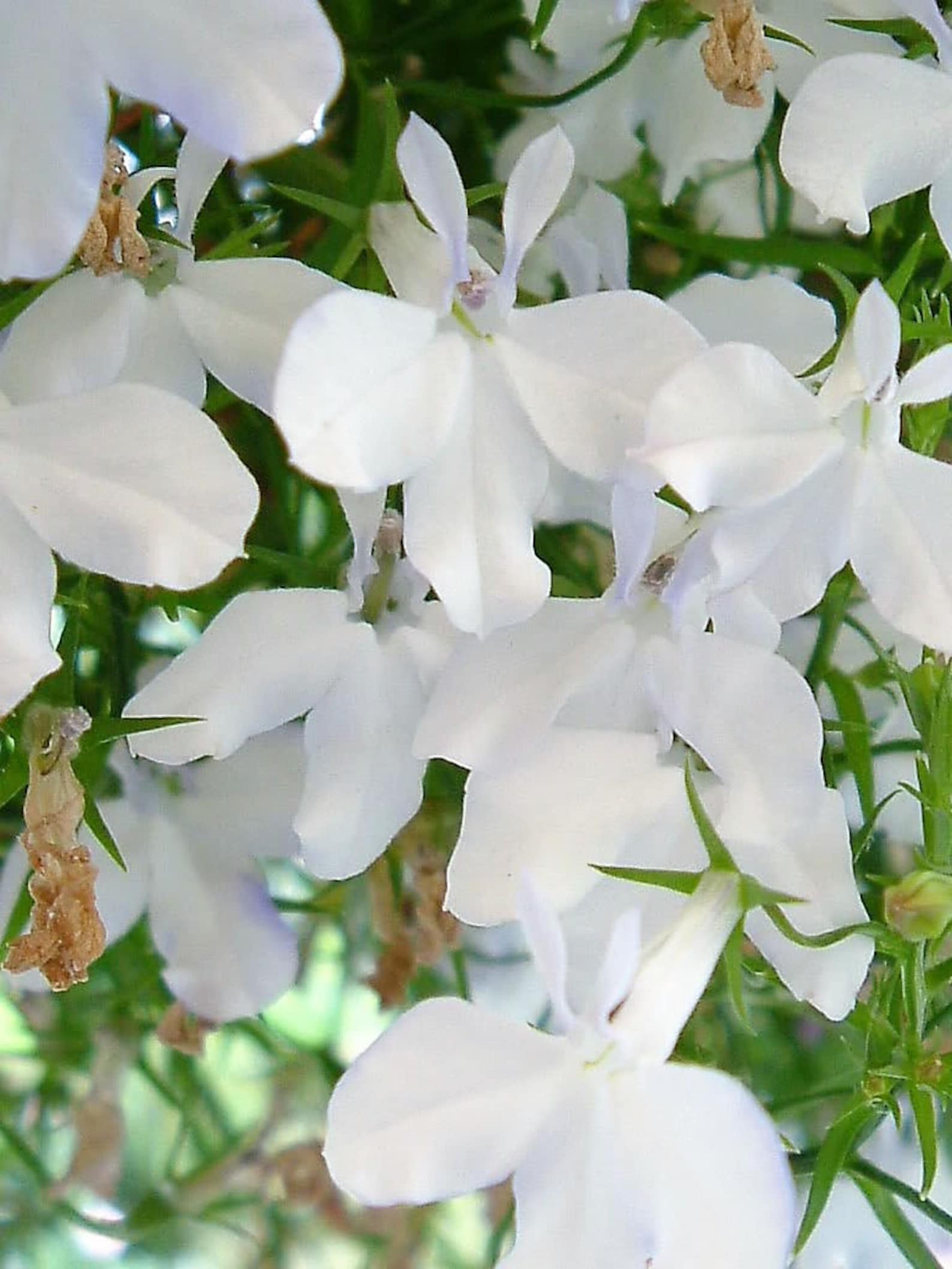 200 WHITE LOBELIA REGATTA Erinus Flower Seeds combined S/H - Etsy