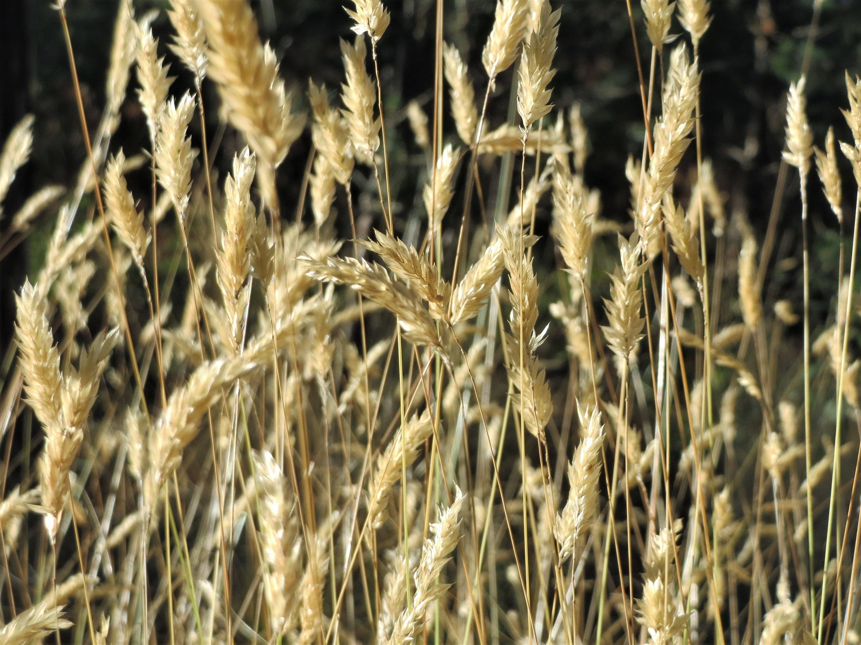 150 SWEET VERNAL GRASS Sweet Grass Vanilla Grass Anthoxanthum | Etsy