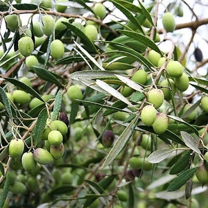 10 CANINO OLIVE TREE Olea Europaea Canino Edible European Common Green ...