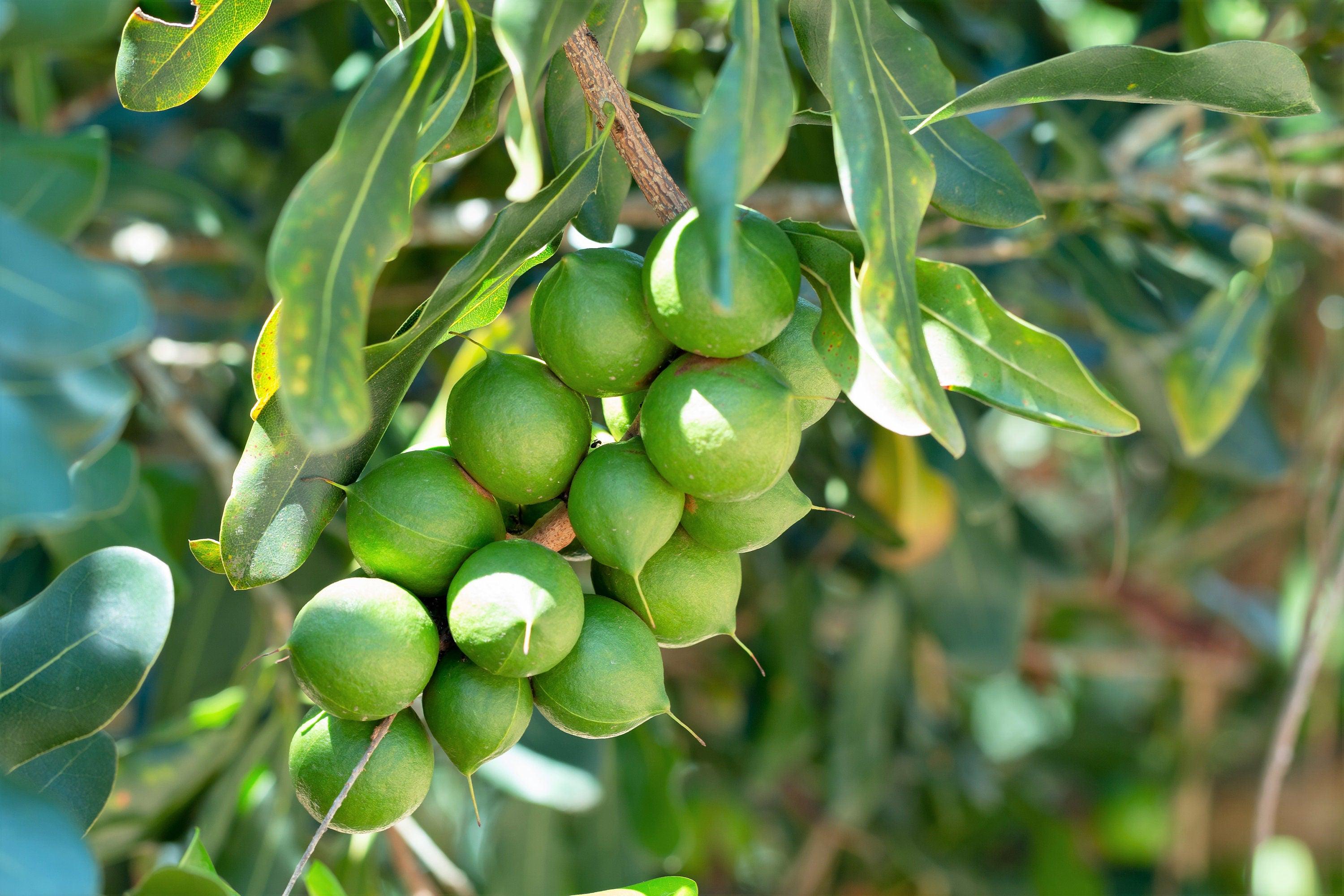 5 MACADAMIA NUT Tree Macadamia Integrifolia Brown Shell Beige Nut Fruit ...