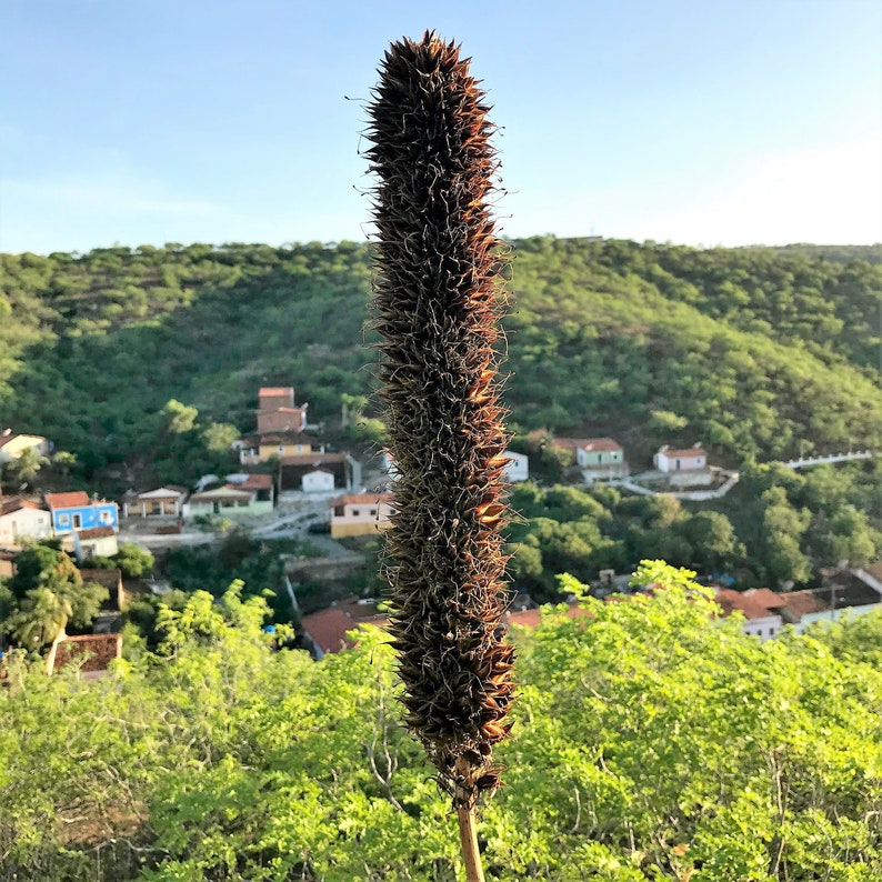 1000 CREEPING MEADOW FOXTAIL 'garrison' Alopecurus Arundinaceus Cool ...