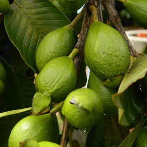 20 GUAVA FRUIT Tree Shrub Psidium Guajava White Flowers Fruit Seeds ...