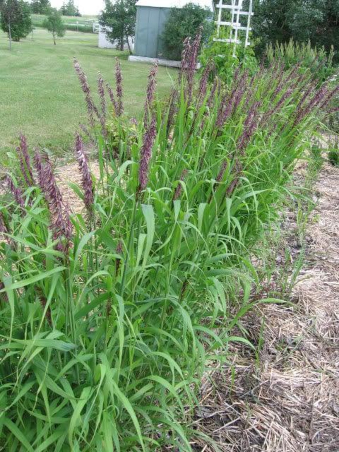 20 RED Spire MELIC GRASS Purple Melica Transsilvanica Flower Seeds - Etsy