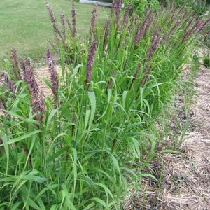 20 RED Spire MELIC GRASS Purple Melica Transsilvanica Flower Seeds - Etsy