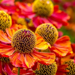 100 HELENIUM ' AUTUMN LEAVES ' Mix Helenium Autumnale Sneezeweed Mixed ...
